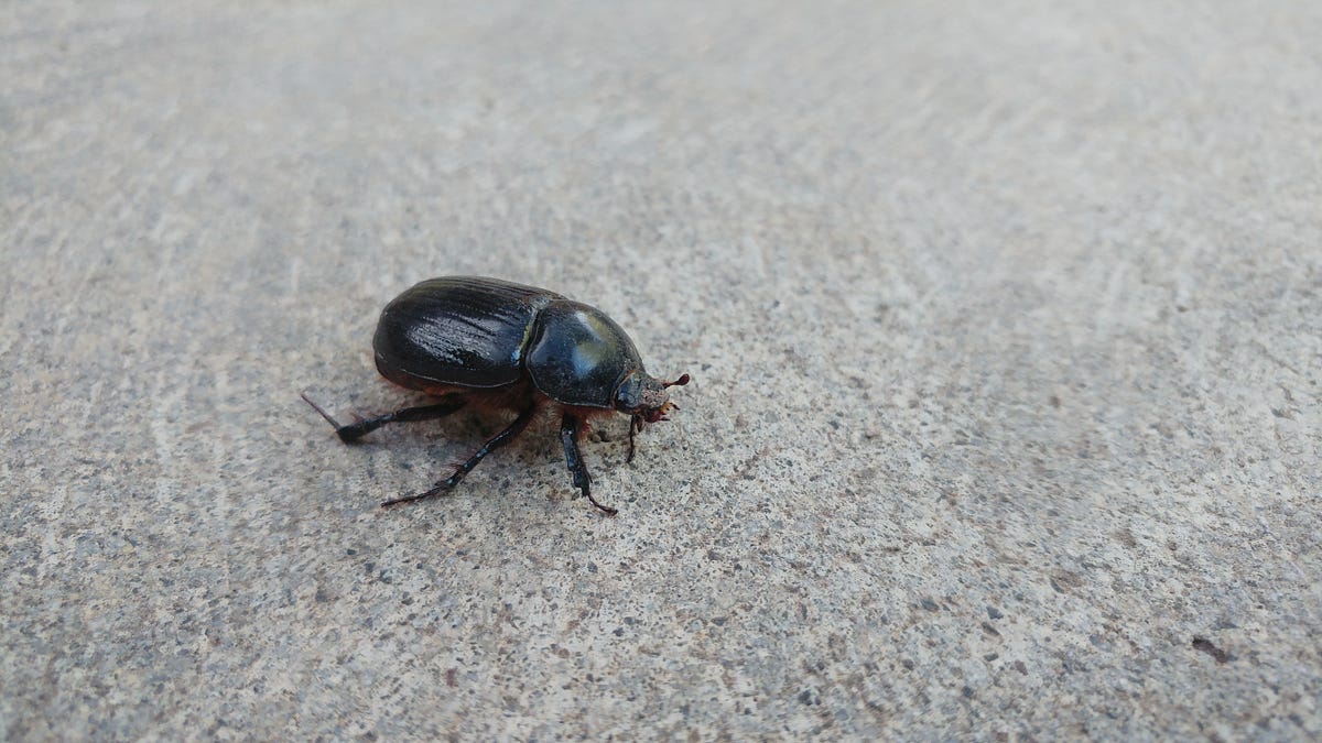 Helping the little guy. (a real bugs-life metaphor) | by David Hass ...