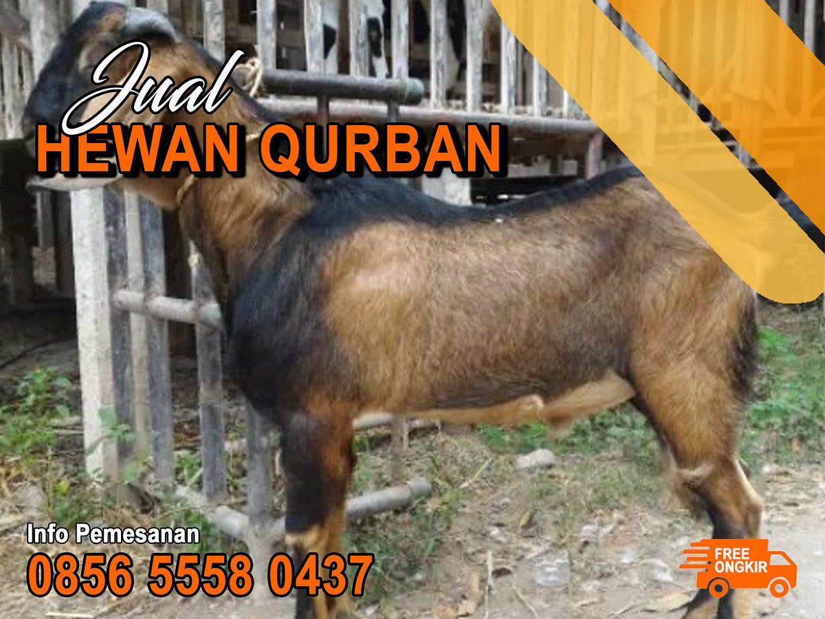 0856 5558 0437, Jual Sapi Qurban 2022 Di Malang — Batu ...