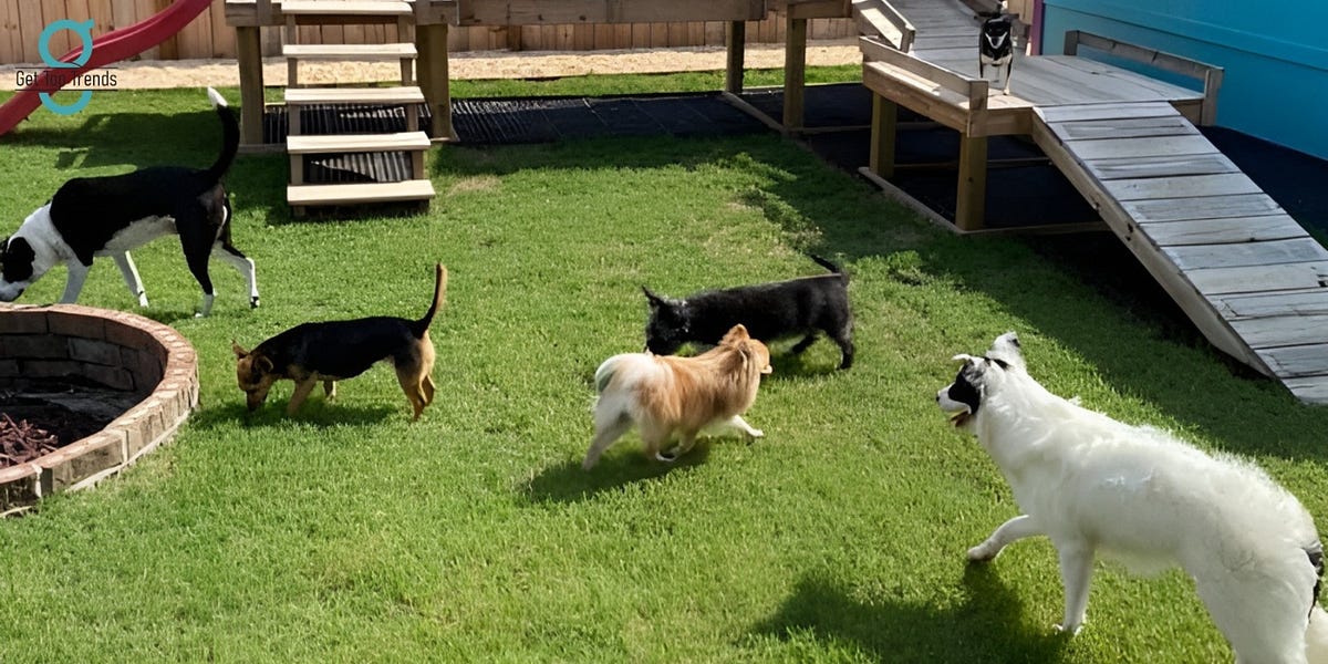 A Guide to Joining Military Dog Fostering Programs in Virginia | by ...