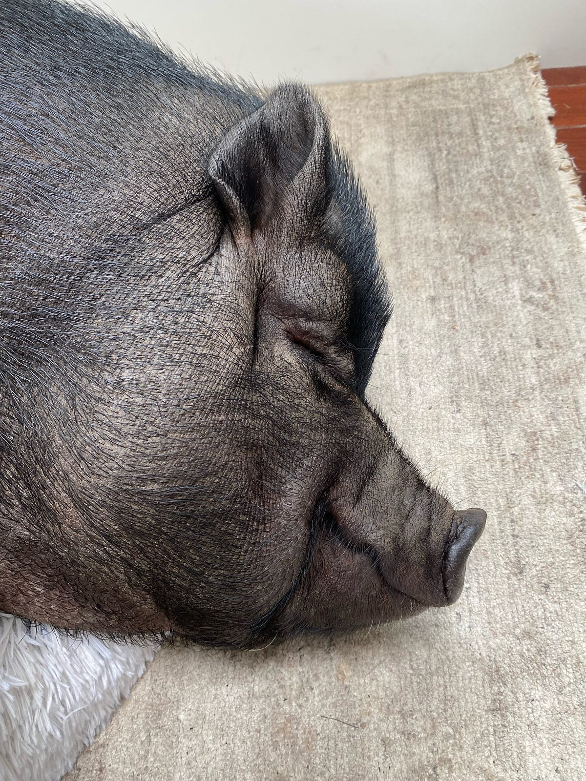 Wilbur the beloved Pig - Ralphie's Pets - Medium