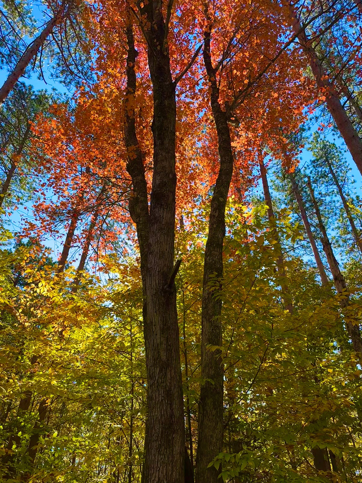 Taking in the Peak Fall Colors on a Mountain Bike Ride in the ...