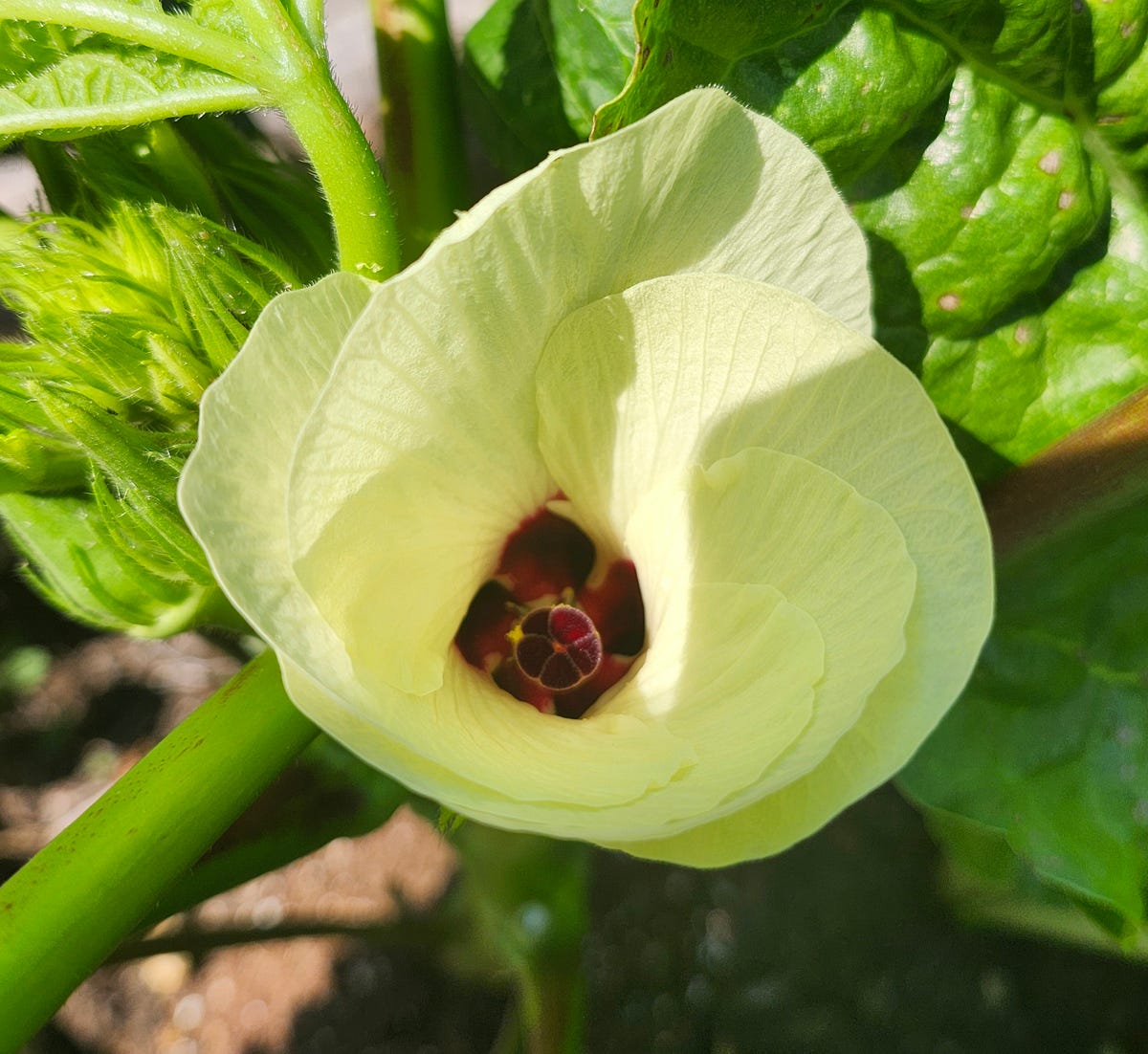Okra Has No Right To Be So Cool. The ins and outs of growing and ...