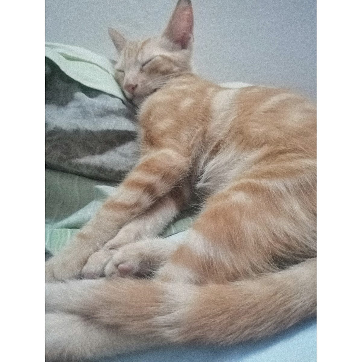 Un día de gatos. | by Florencia A Coronel | Medium