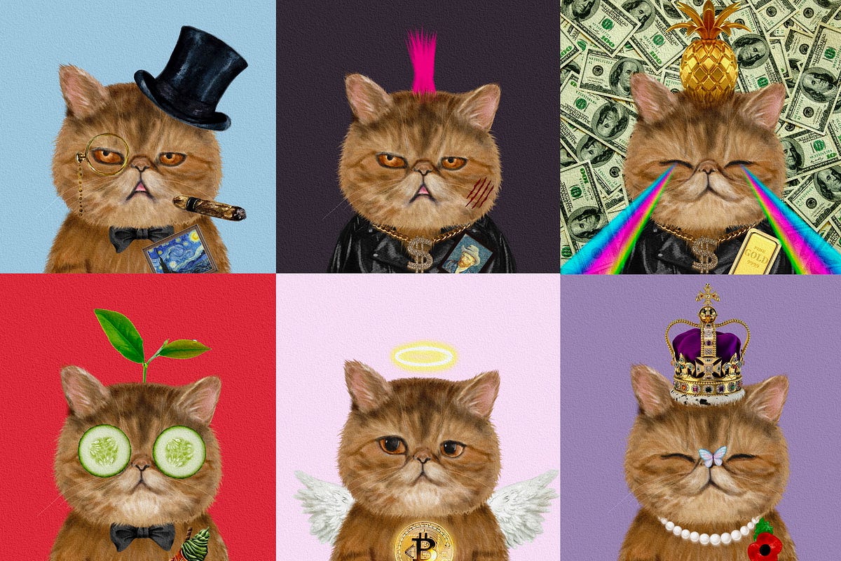 A Hong Kong Pet Cat into the Metaverse NFT Project | by NFT News | Medium