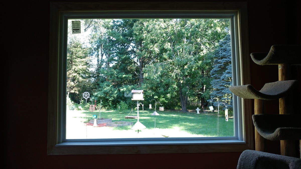 A New Window on the World. What a different point of view means… | by ...