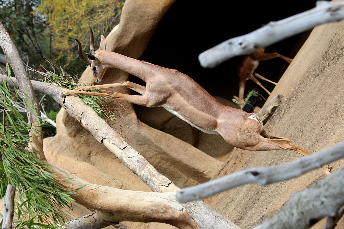 Let’s Learn About Gerenuks!. Yet another long-necked animal! | by Dr ...