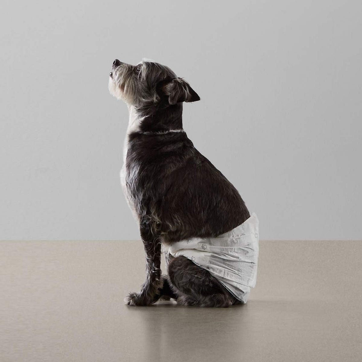 How Important Are Male Dog Wrap Disposable Diapers? | by EasyLife | Aug ...
