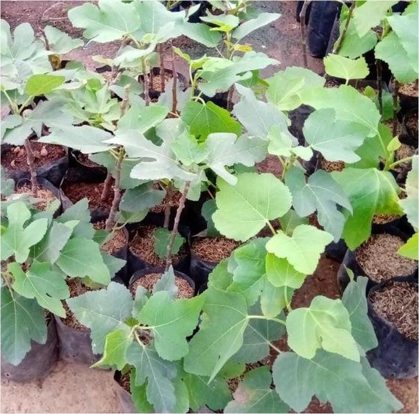 Bibit Tin Brown Turki Pohon Jenis Batang Berkualitas | by Damarplantys ...