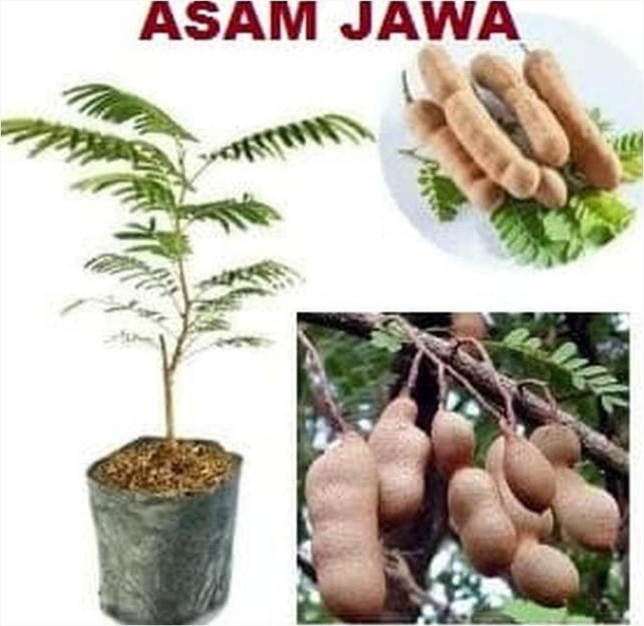 Bibit Asam Jawa Tanaman Asem Pohon Kota Cirebon | by pradipa bibit | Medium