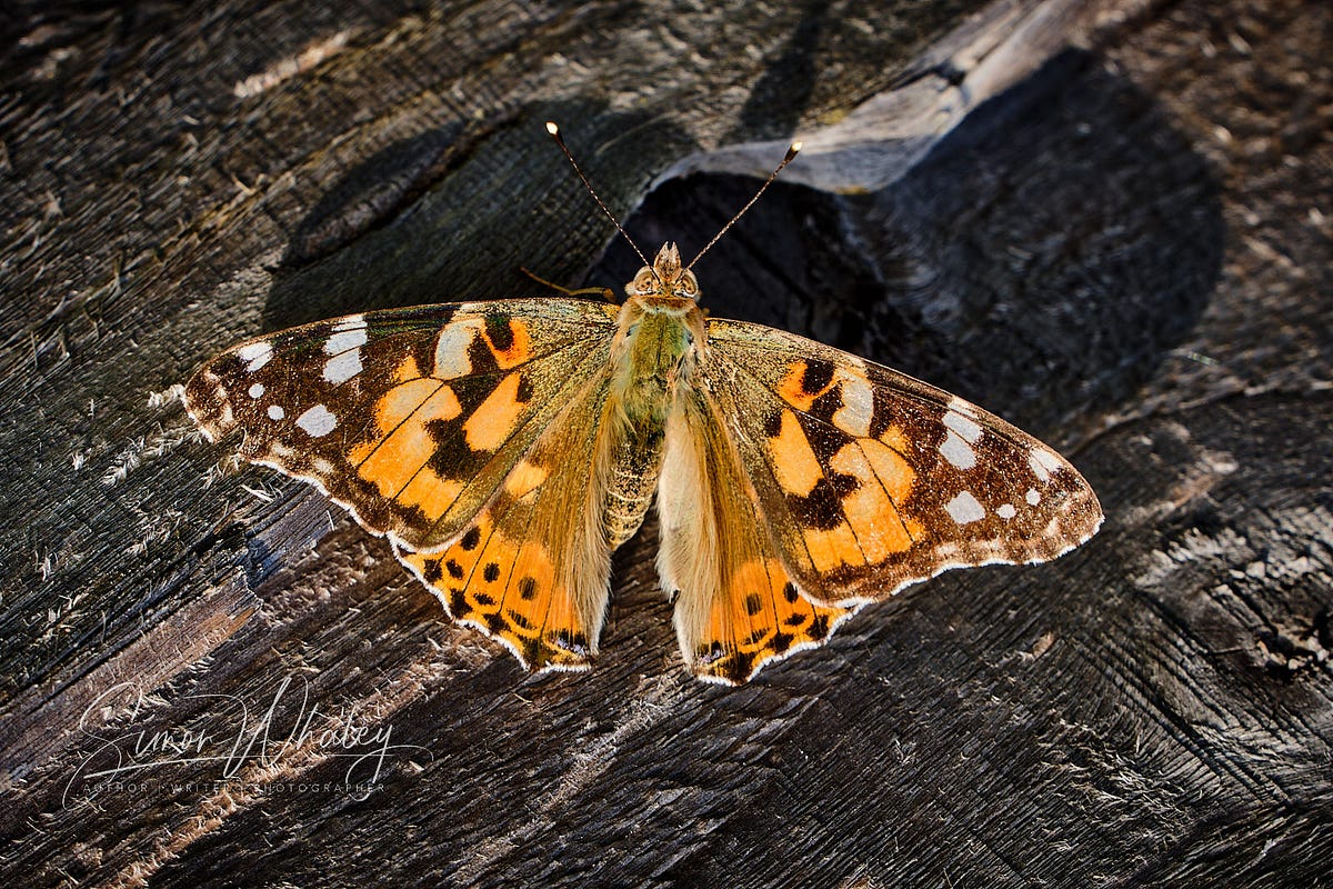 Dancing with Painted Ladies. Taking time out with these beautiful… | by ...