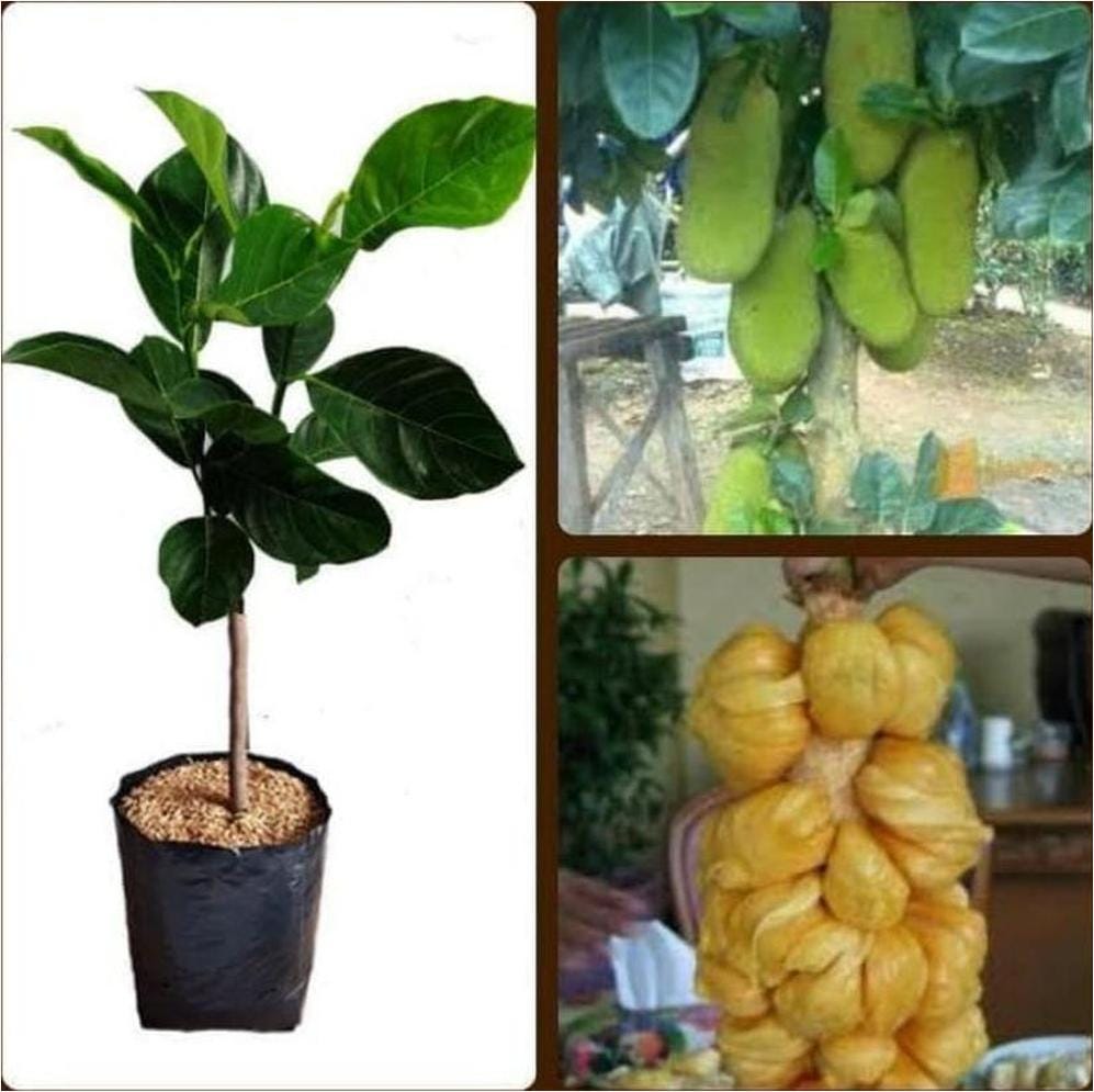 Tanaman Nangka Mini Bibit Unggul Okulasi Wonogiri Terbaik | by Marlino ...
