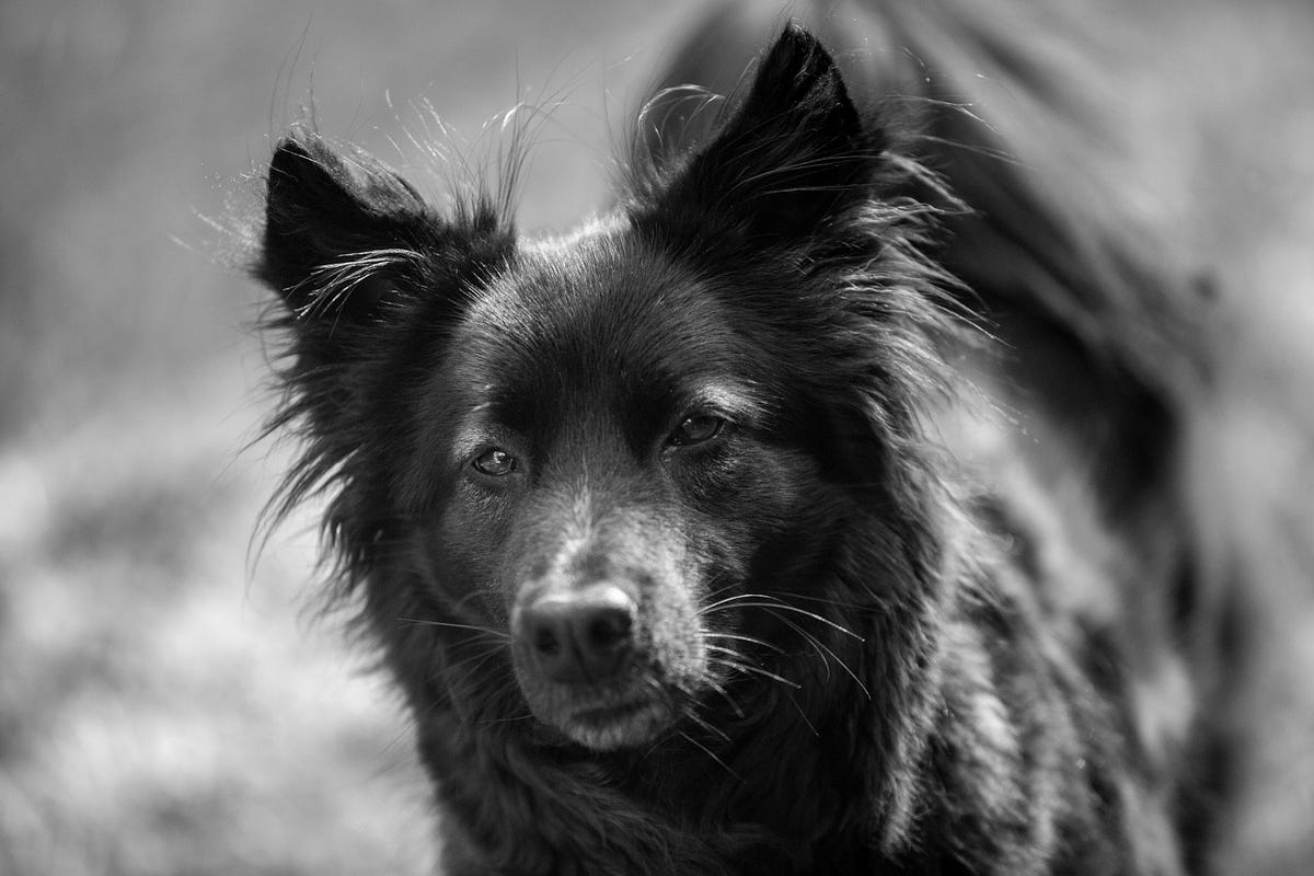 On Finding a Dog. Some admonish, “While epidemics rage… | by Cindy ...