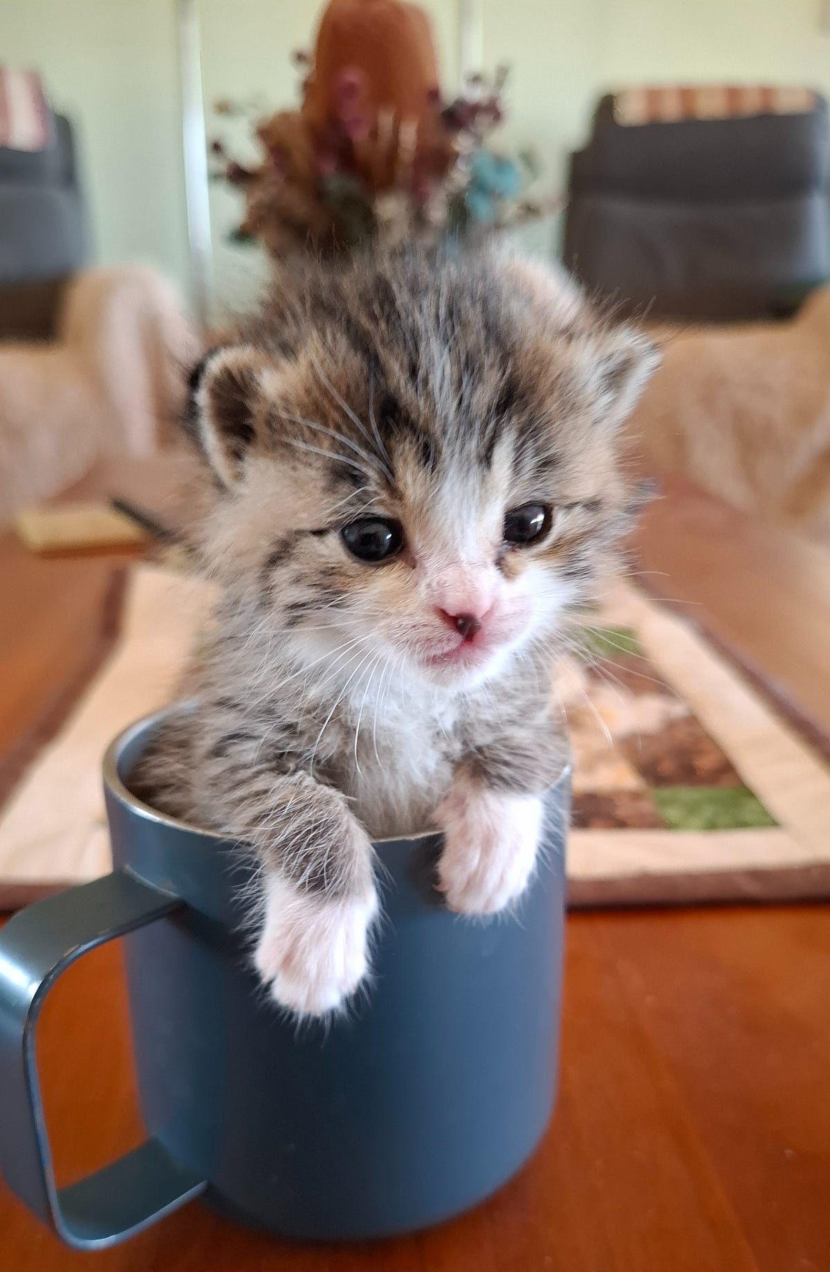 Sweet little kitty. You are my sunshine | by Sheryl | Medium