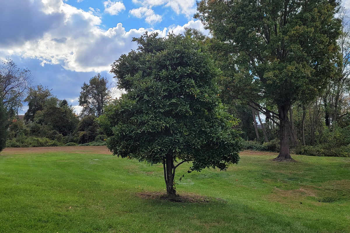 Trees, Flowers, and Fruit. Seasons of awe | by K. Barrett | For Awe ...
