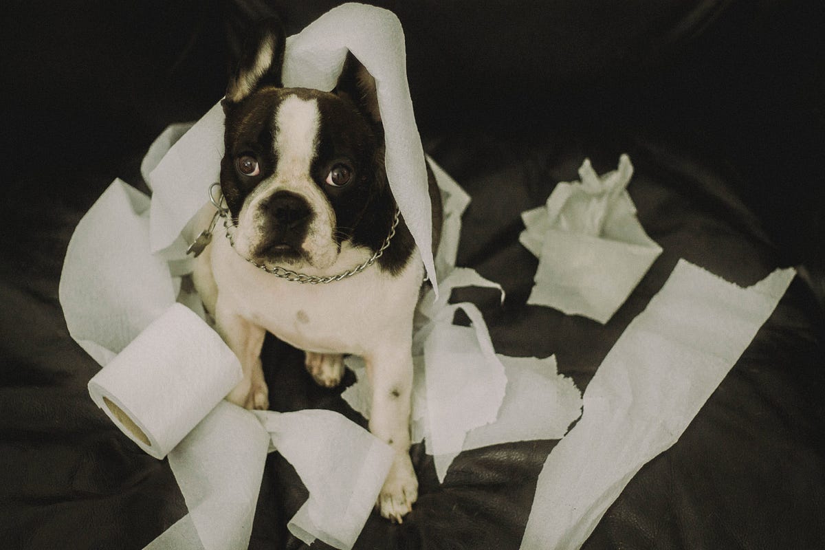 The Toilet Paper Caper: Chapter 5 | by John K Adams | Out of Ideas, Out ...