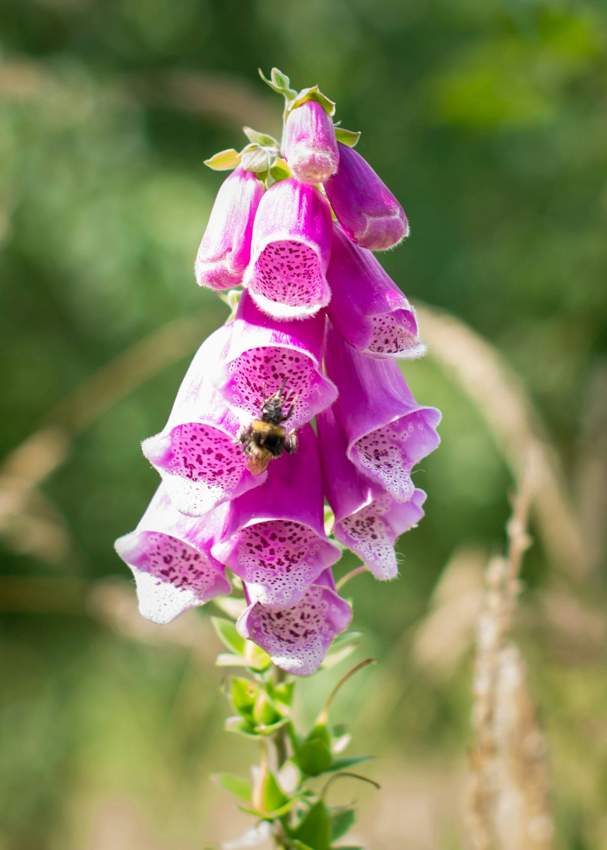 Fairy Friendly Plants for a Magical Garden | by Miland Brown | May ...