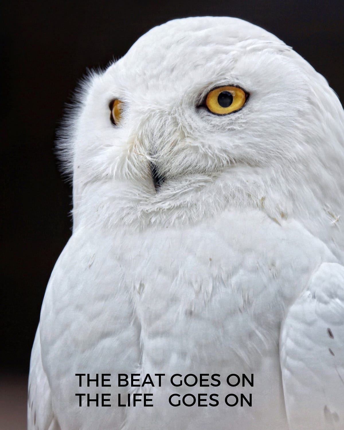Music is not something you can learn, as the music comes from within ...
