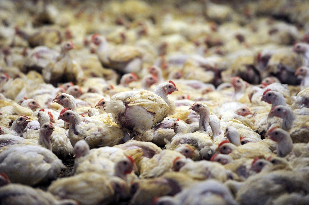Unveiling the Veil: The Hidden Issues of Factory Farming | by James ...