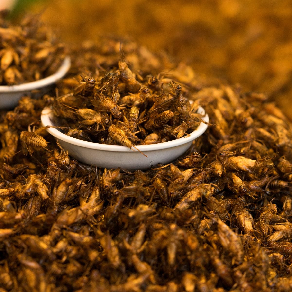 Cricket and Seed Mix Plate: The Ultimate Sustainable Snack That’ll Have ...