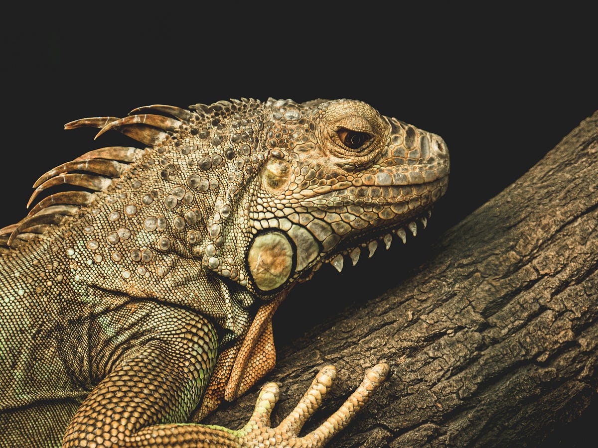Sympathy for my Lizard Boss. Don’t hate someone for catching flies ...