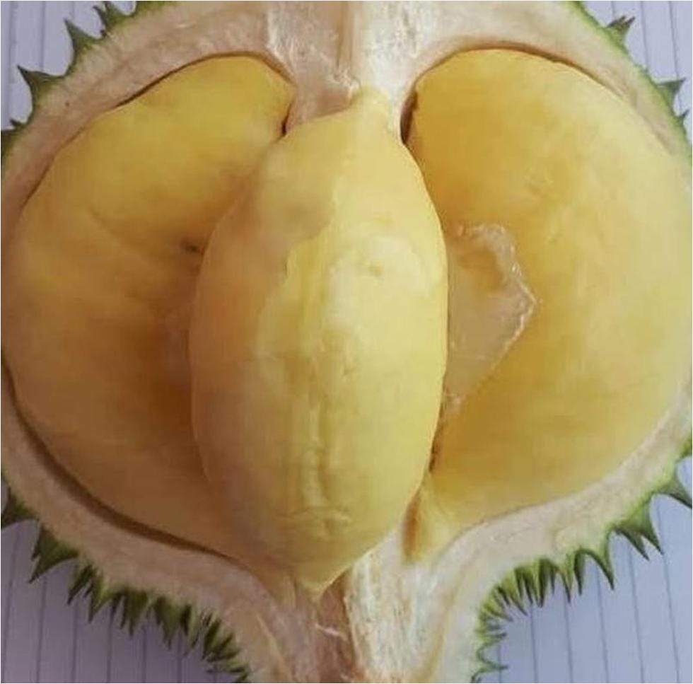 Bibit Durian Namlung Petaling Cumasi 40 Cm — 50 Lamongan | by Jogokaryo ...