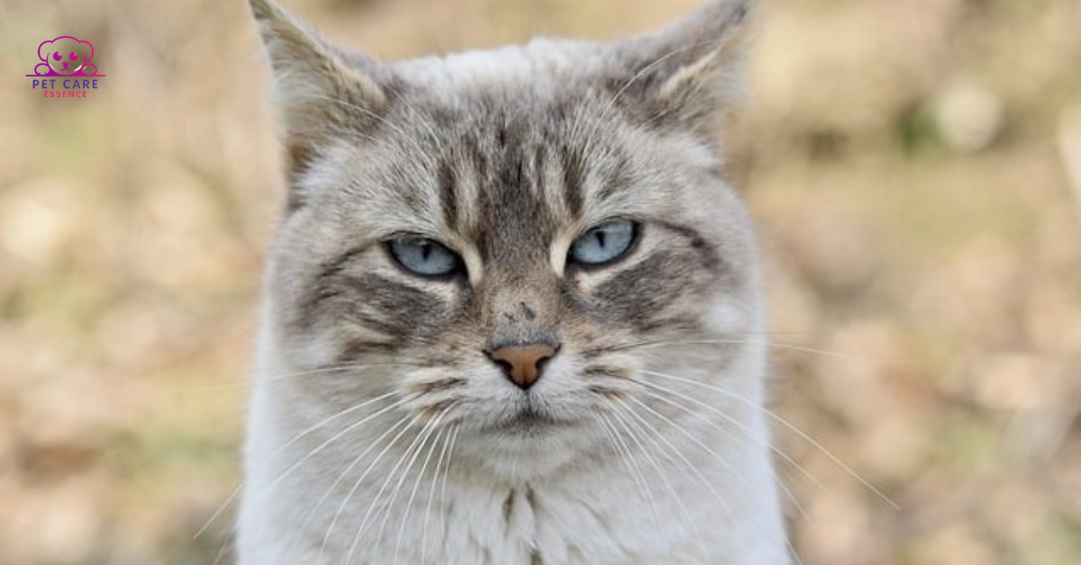 Exploring the World of Rare Cat Breeds 2024 | by Petcareessence | Apr ...