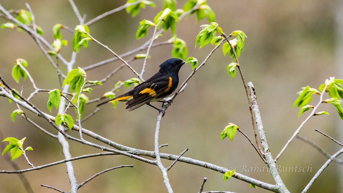 The Little American Redstart. What American redstarts lack in size ...