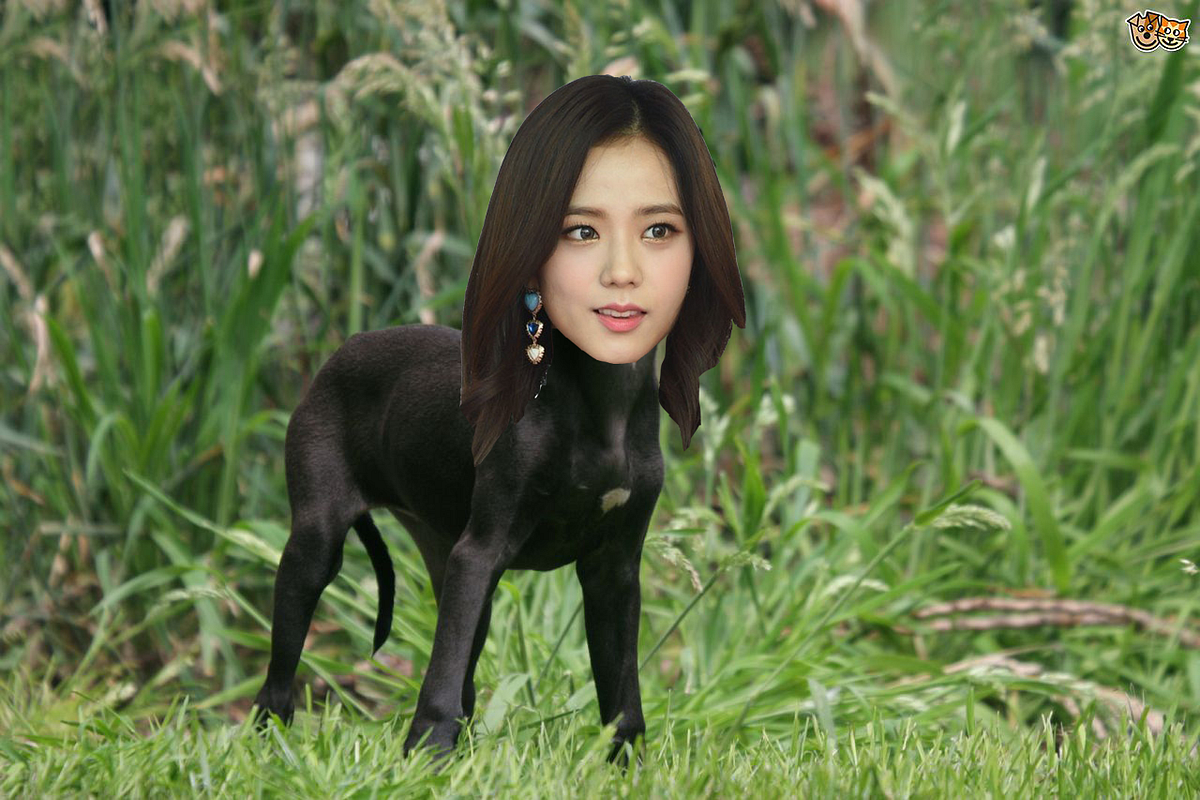 Blackpink as Dogs #2 — Jisoo | by Ruairidh Turnbull | Medium