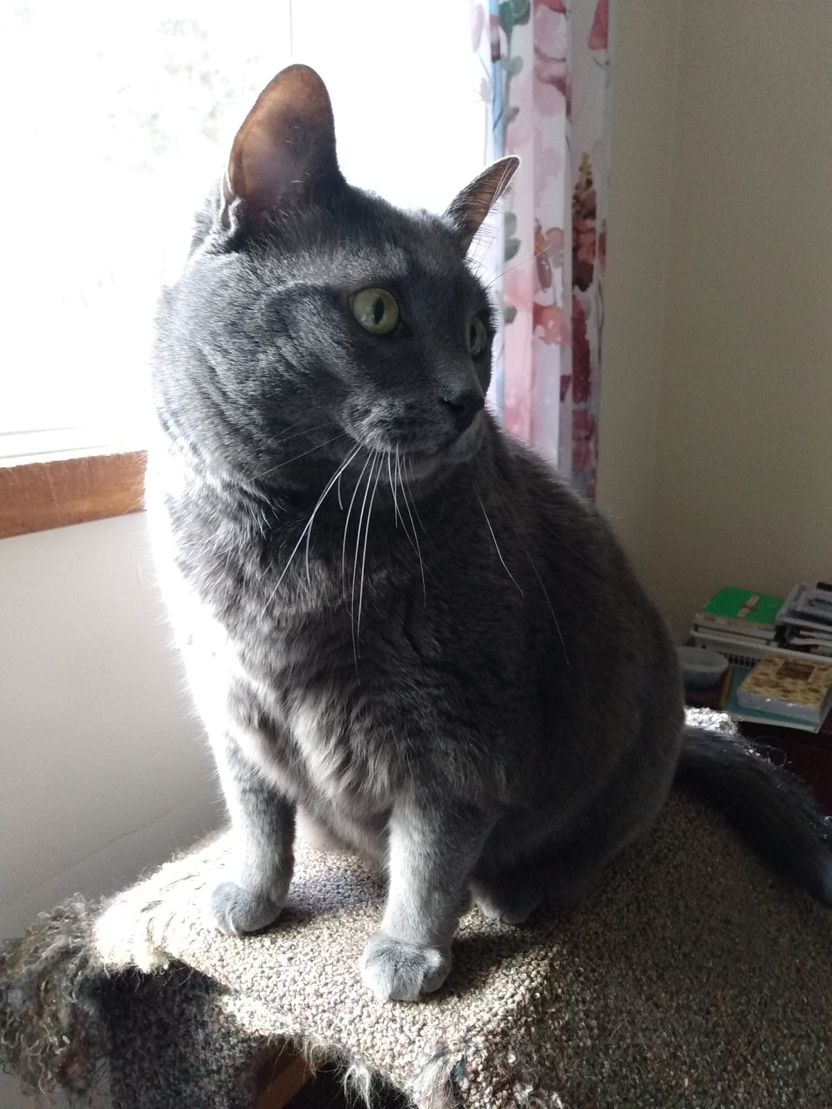 My Cat’s Reaction to the Thunderstorm - The Shortform - Medium