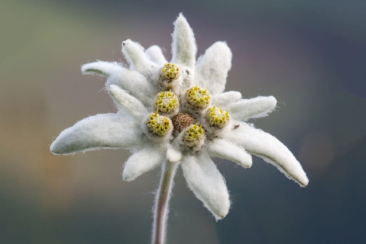 Bloom and Grow.. Edelweiss grows between stones and poor… | by The ...