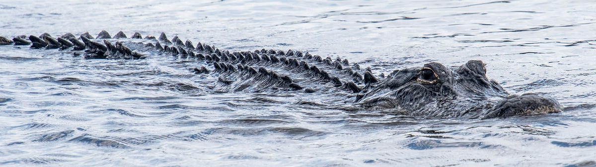 Funding The Gestapo. It’s “Alligator Auschwitz,” not… | by Randy ...