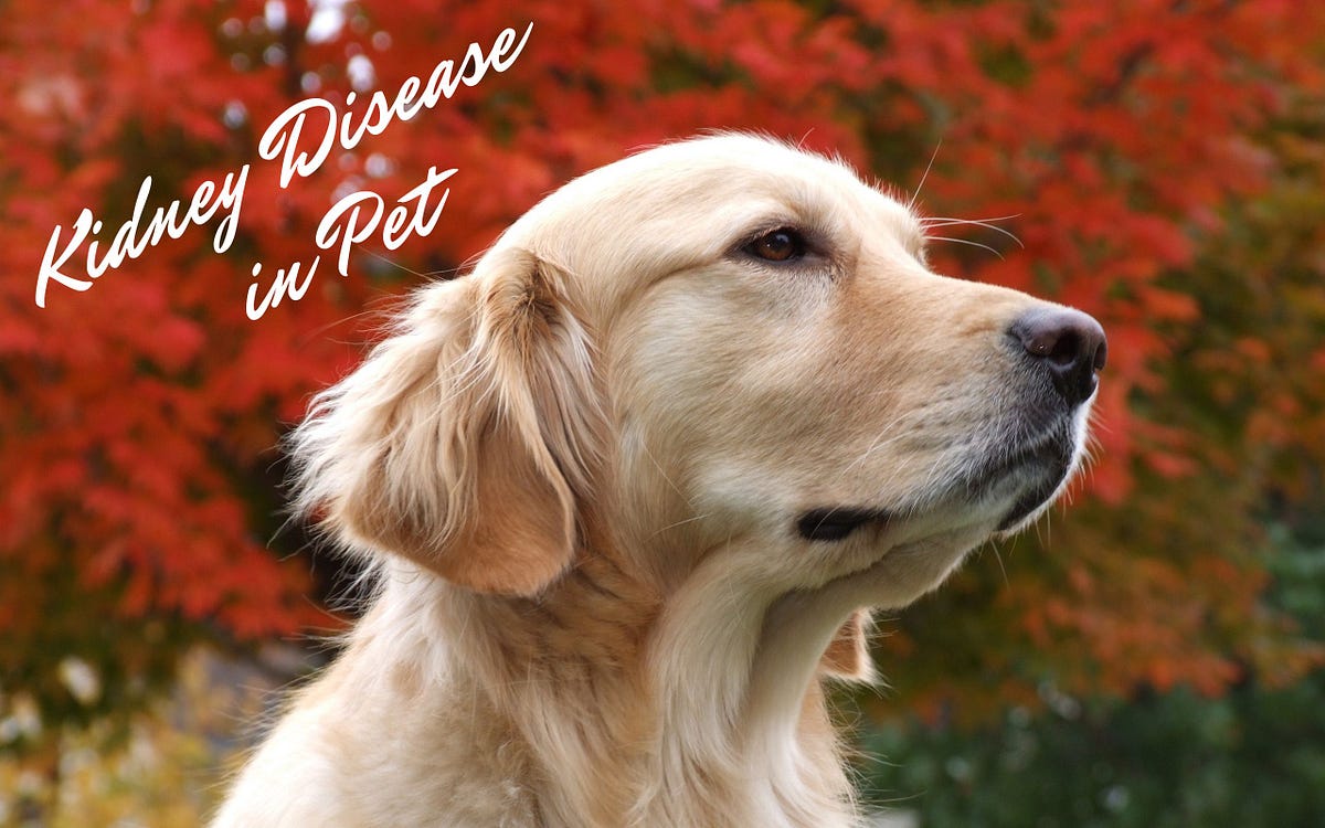 Kidney Disease in Pet. Kidney Disease in Pets: Causes… | by Pawsitively ...