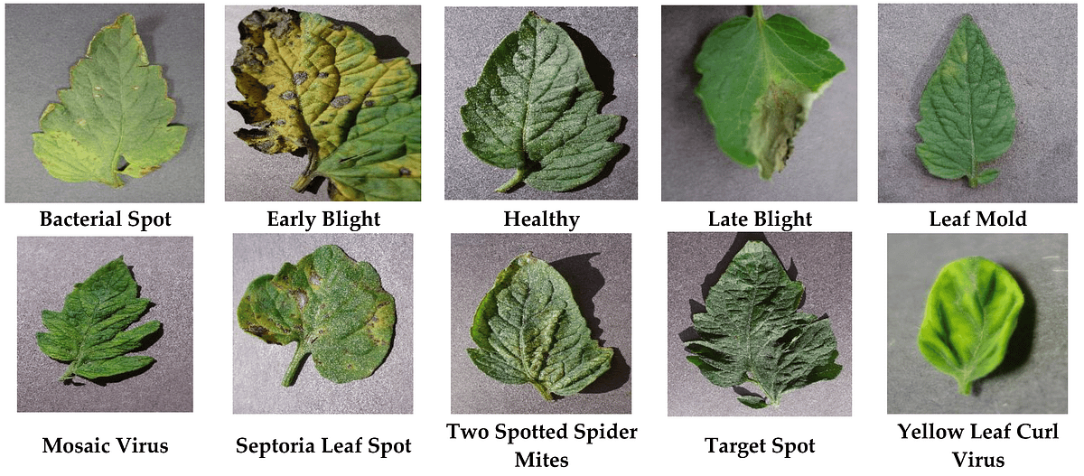 Tomato Leaf Disease Classification Model Using Mobilenetv2 By Varun Pn Medium