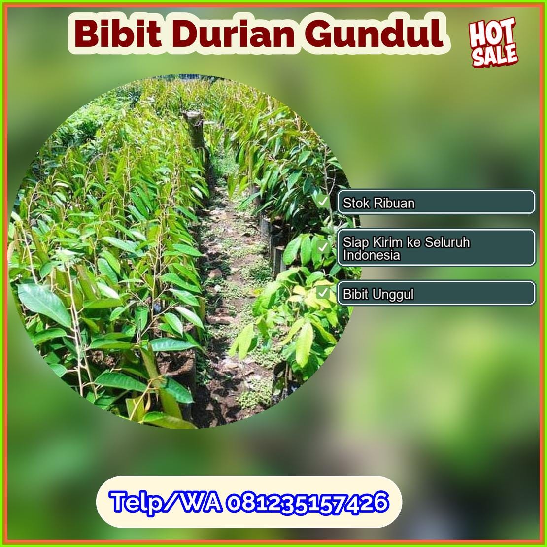 Grosir Bibit Durian Gundul Bima - Marlino Kemuning - Medium