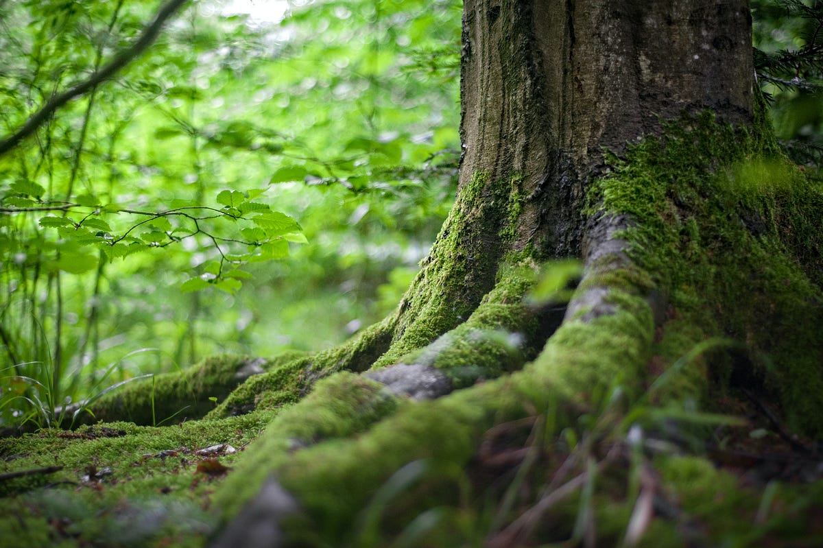 Wild Plant: What’s the Value. Wild plants are indispensable resources ...