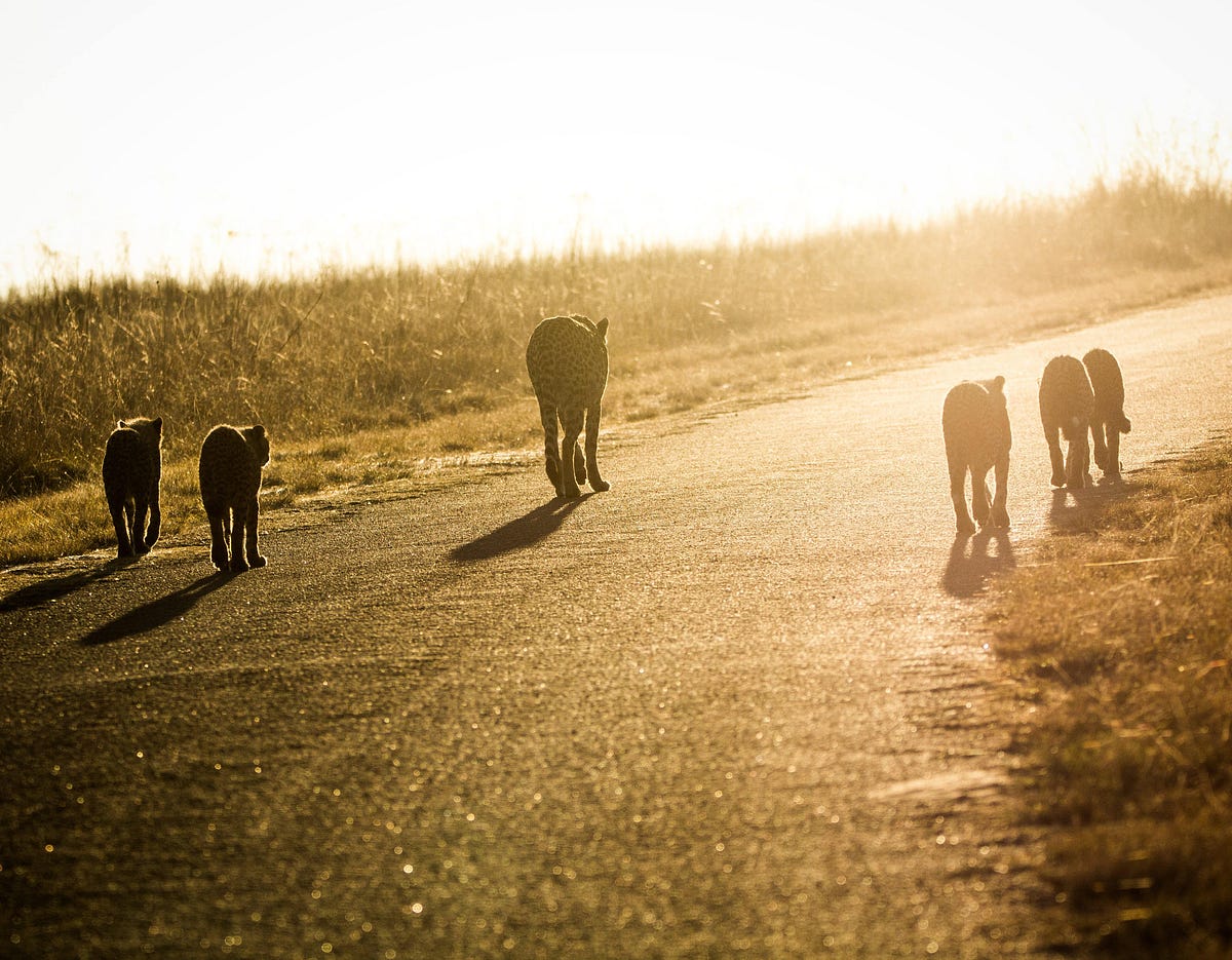 A Cheetah’s legacy. The fastest mother on earth | by Petrus van Eck ...