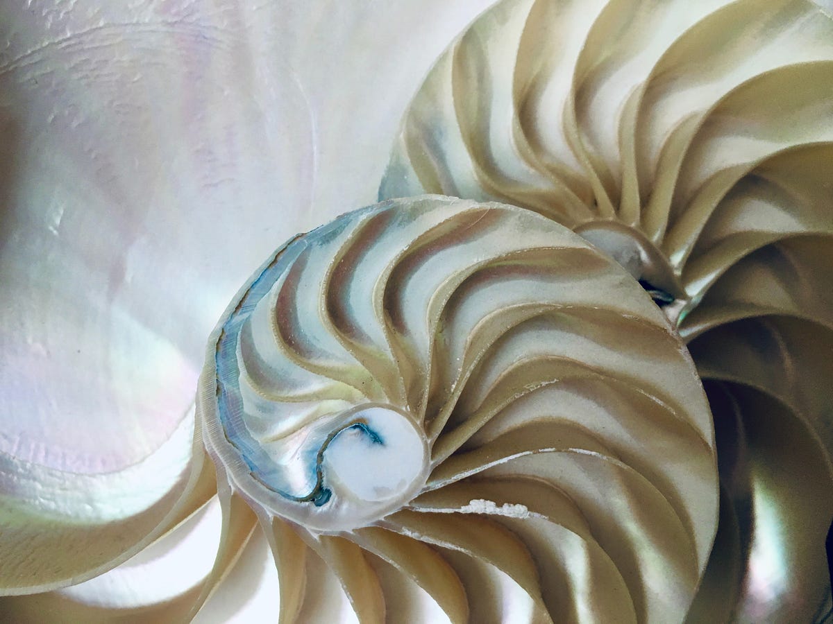 The Fibonacci Sequence, the Golden Ratio, and How to trade with them ...