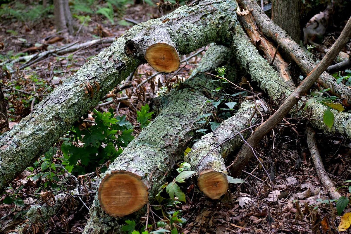 It Broke Me When My Neighbor Cut Down His Trees | by Jacqueline Dooley ...