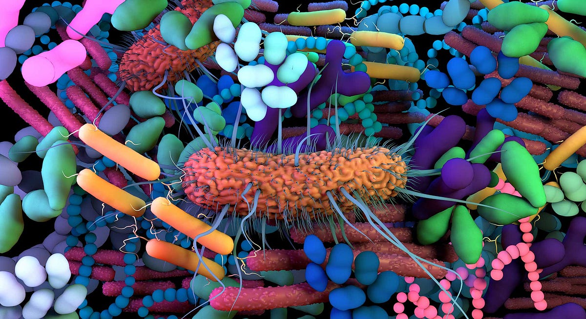 Uma reflexão sobre a flora intestinal | by Tarik Fraig | Medium