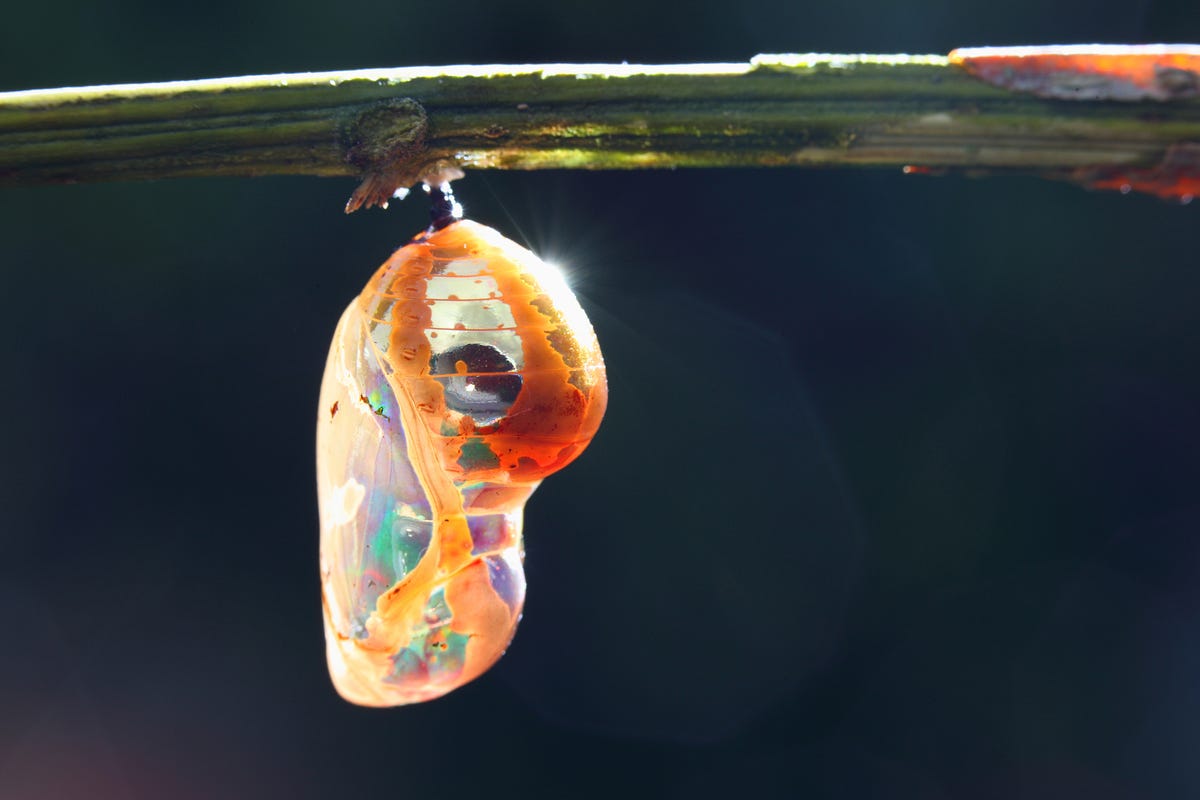 A Spiritual Journey Through Poetic Pupa | by Marcus aka Gregory Maidman ...