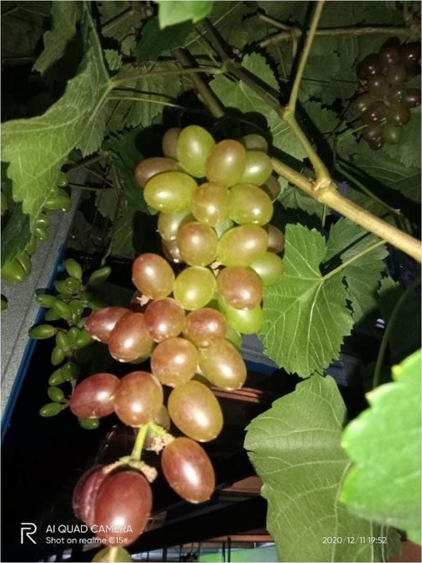 Bibit Anggur Lokal Dan Impor Wonosobo | by Damarplantys | Medium