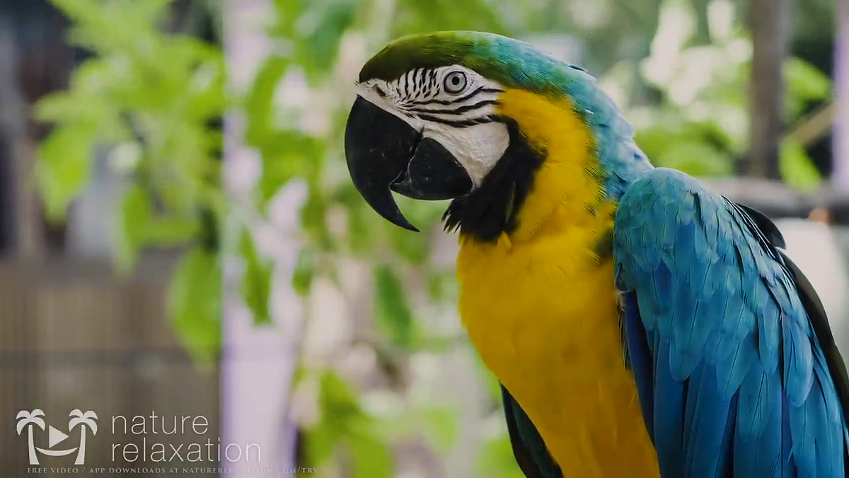 Birds Of The Rainforest — wallpapers best - Explorepath - Medium