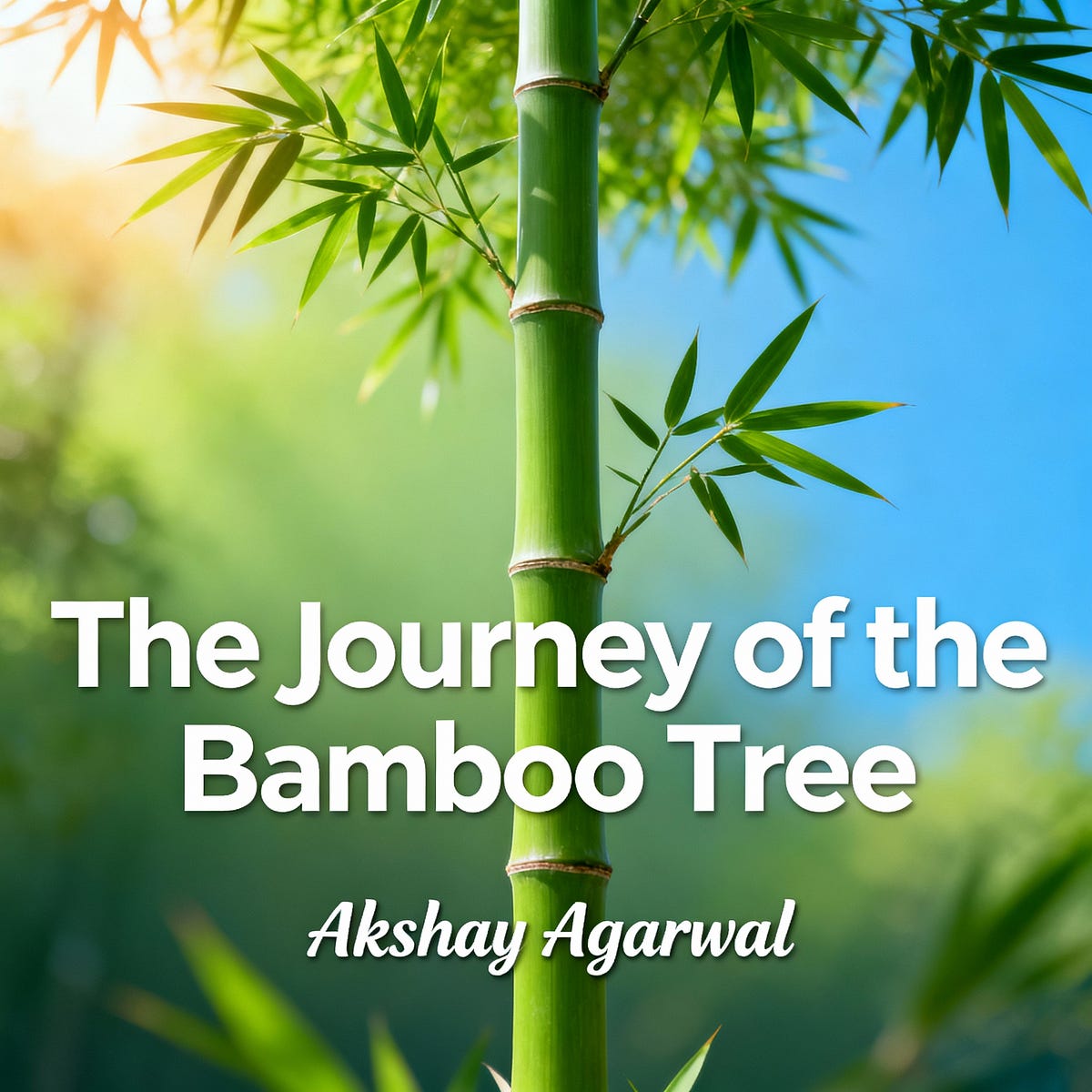 The Journey of the Bamboo Tree. Patience and perseverance | by Akshay ...