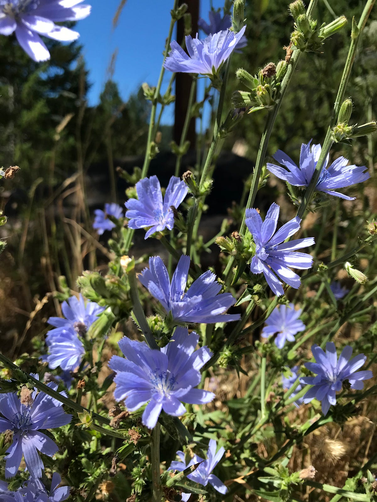 Herbs that Connect and Heal. Excerpt from Our Journey with Food 3rd… | by Tammera J. Karr, PhD ...