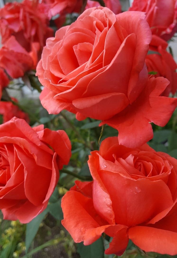 Ariose. A rhythmic, melodious poetic symphony… | by Inna Orjola | Medium