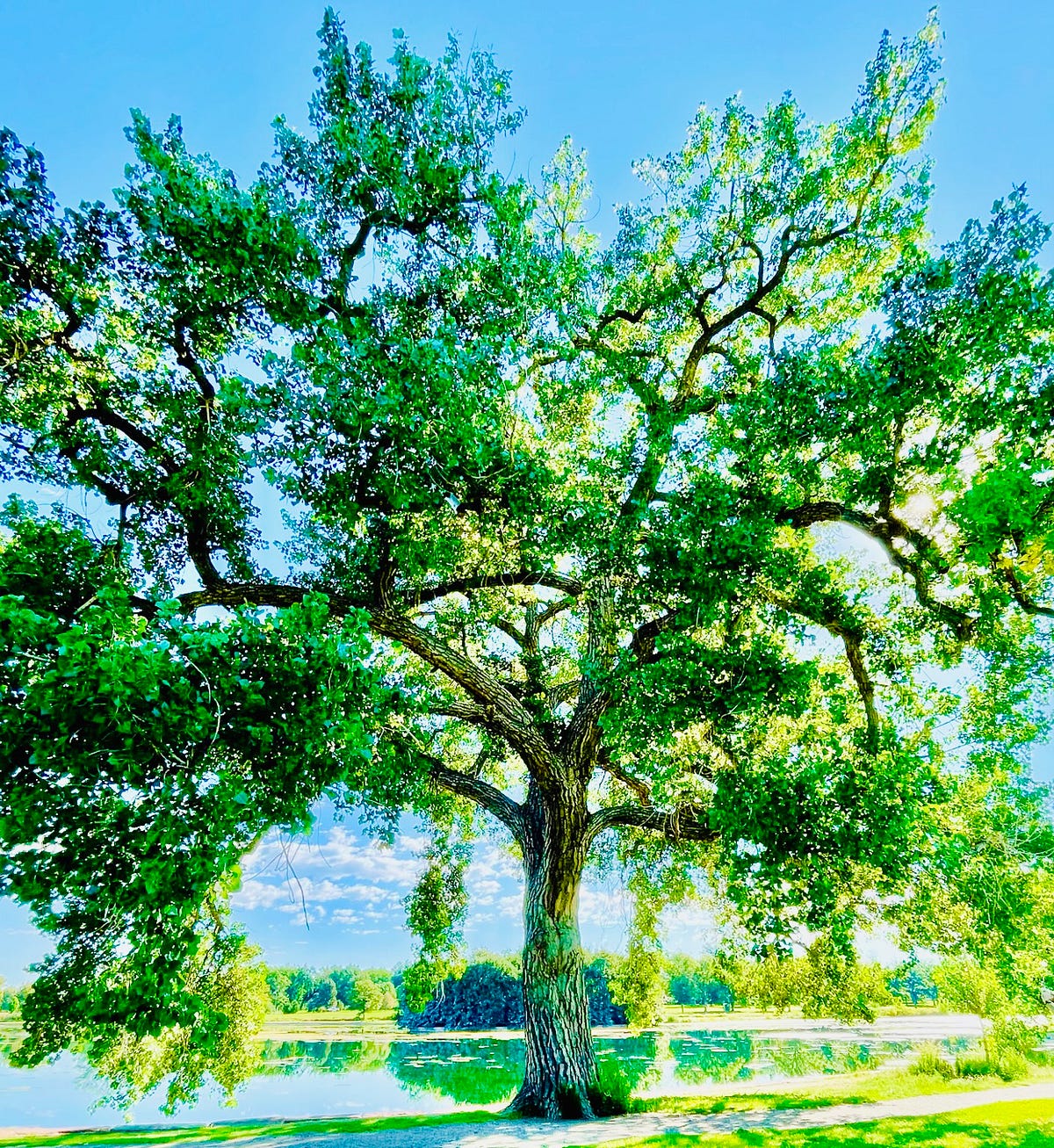 Linden’s Legends Part Two: Cicadas of Summer | by ZQ Taylor | Medium