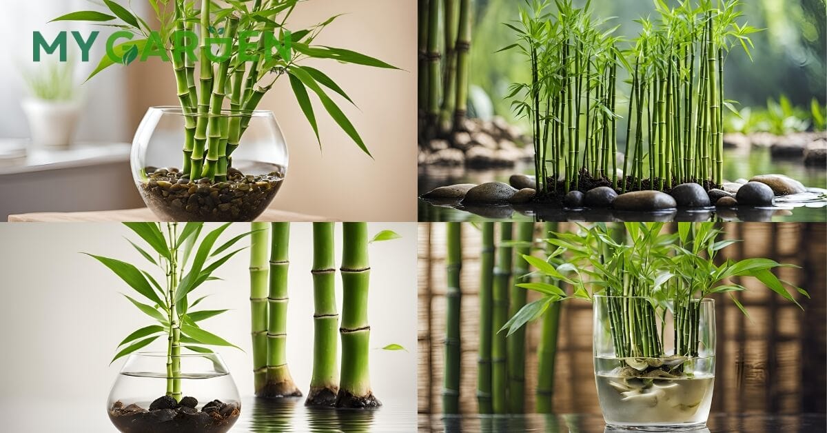 🌿 Easy Steps to Grow Bamboo in Water at Home: A Complete Home Guide🏡 ...