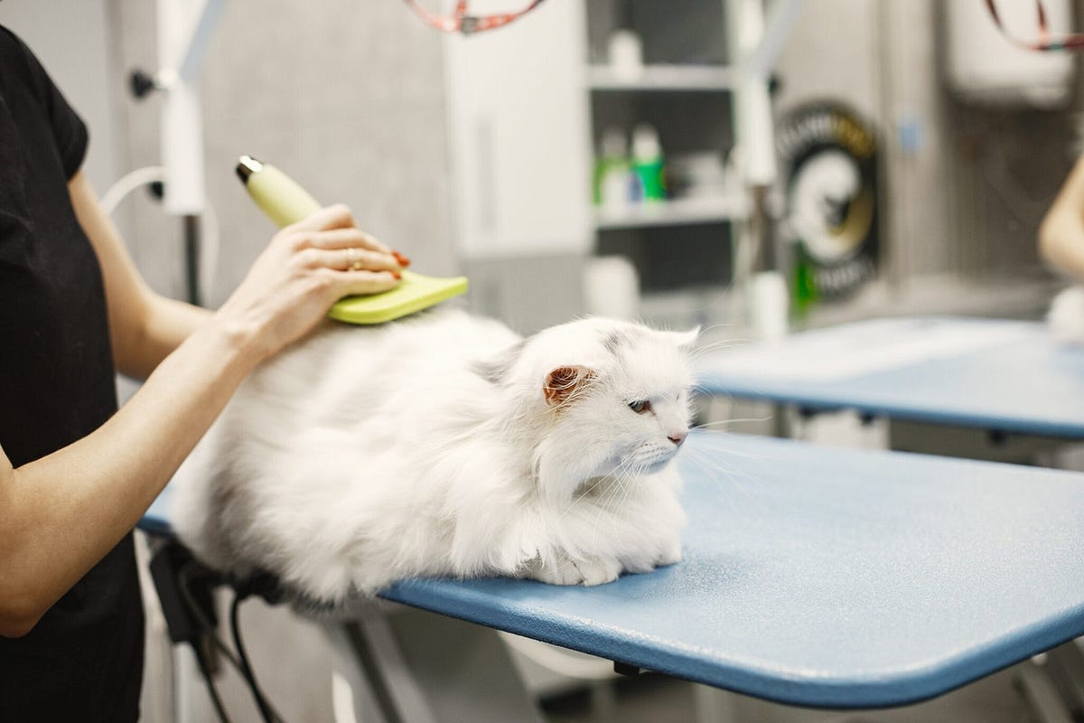 The Ultimate Guide to Cat Grooming: 5 Essential Tools Every Cat Owner ...
