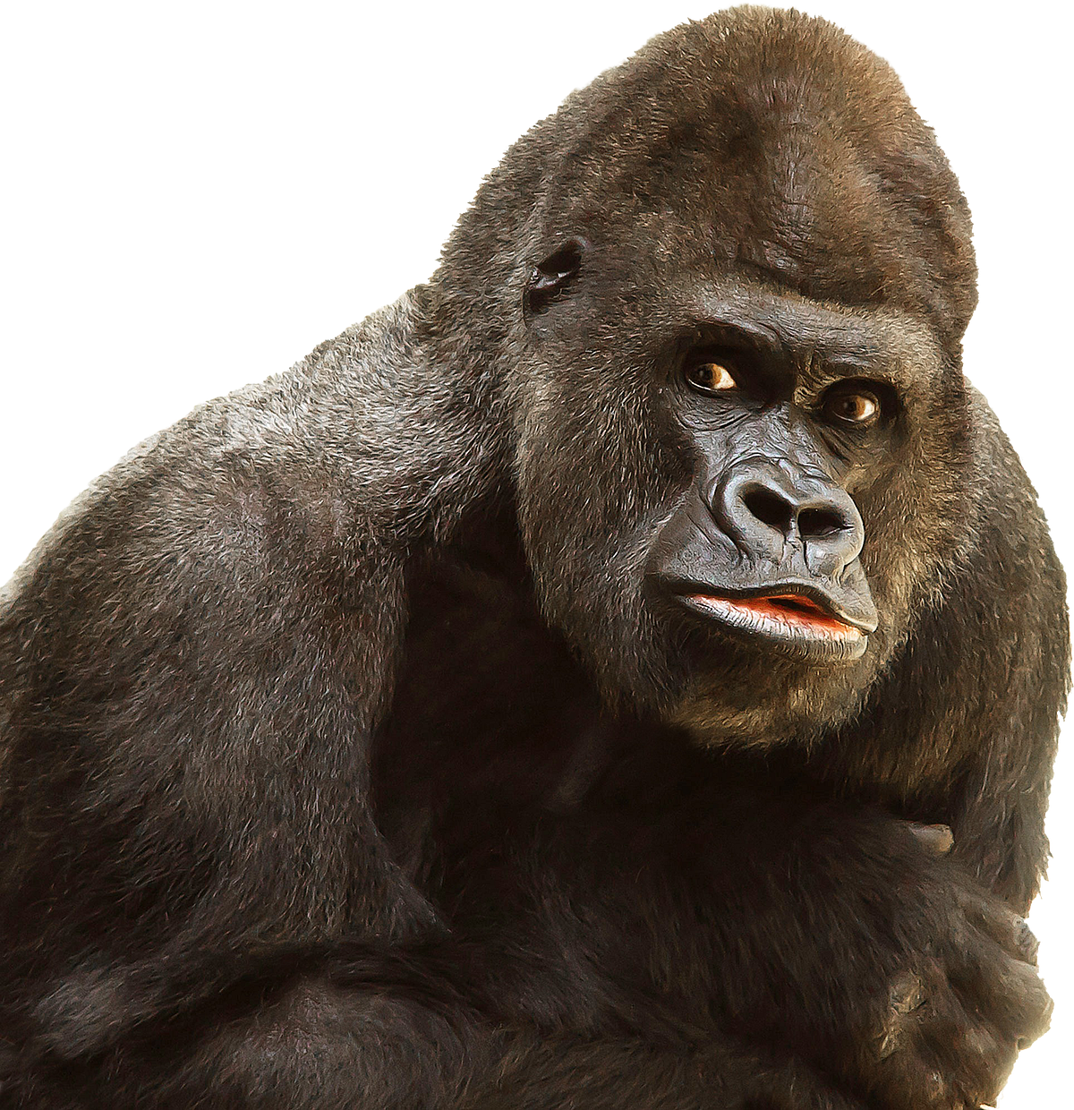 Bringing Back the Beast. What Hollywood movies “Beauty and the… | by ...