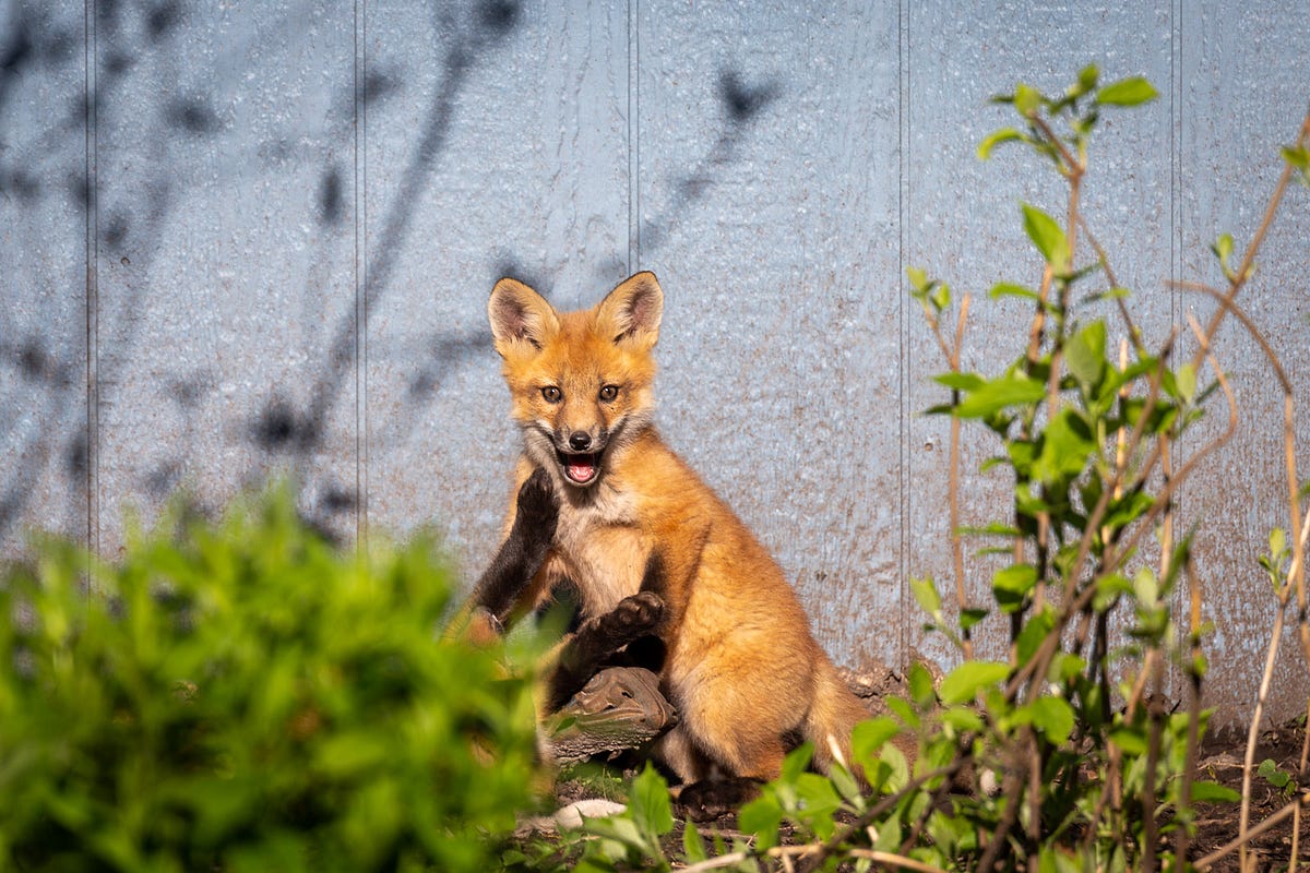 Backyard Foxes. A Wonderful Distraction | by Lauri Novak | SNAPSHOTS ...